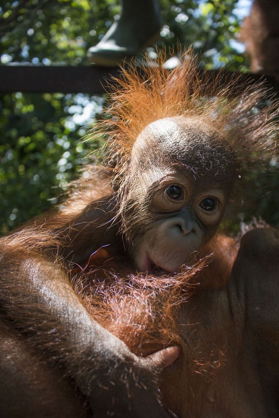 Baby Orangutan Who Lost His Mom Is So Nervous On First Day Of School