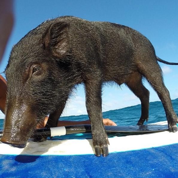 Rescued Pig Loves To Surf — And Swims Faster Than Anyone