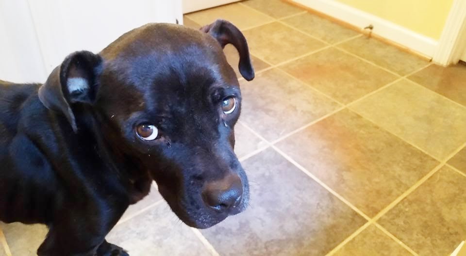 Skinny Dog Who Collapsed At Shelter Is Learning To Love Life Again