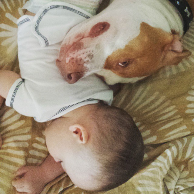 18 Pit Bulls Who Really, Really Love Their Human Babies