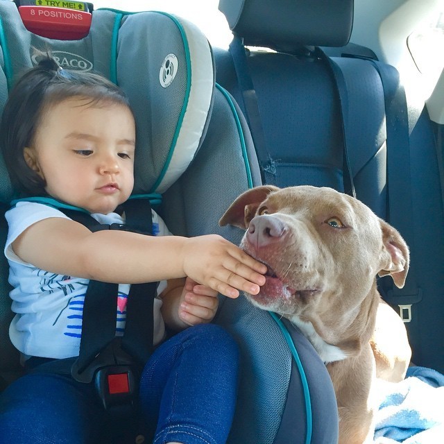 18 Pit Bulls Who Really, Really Love Their Human Babies