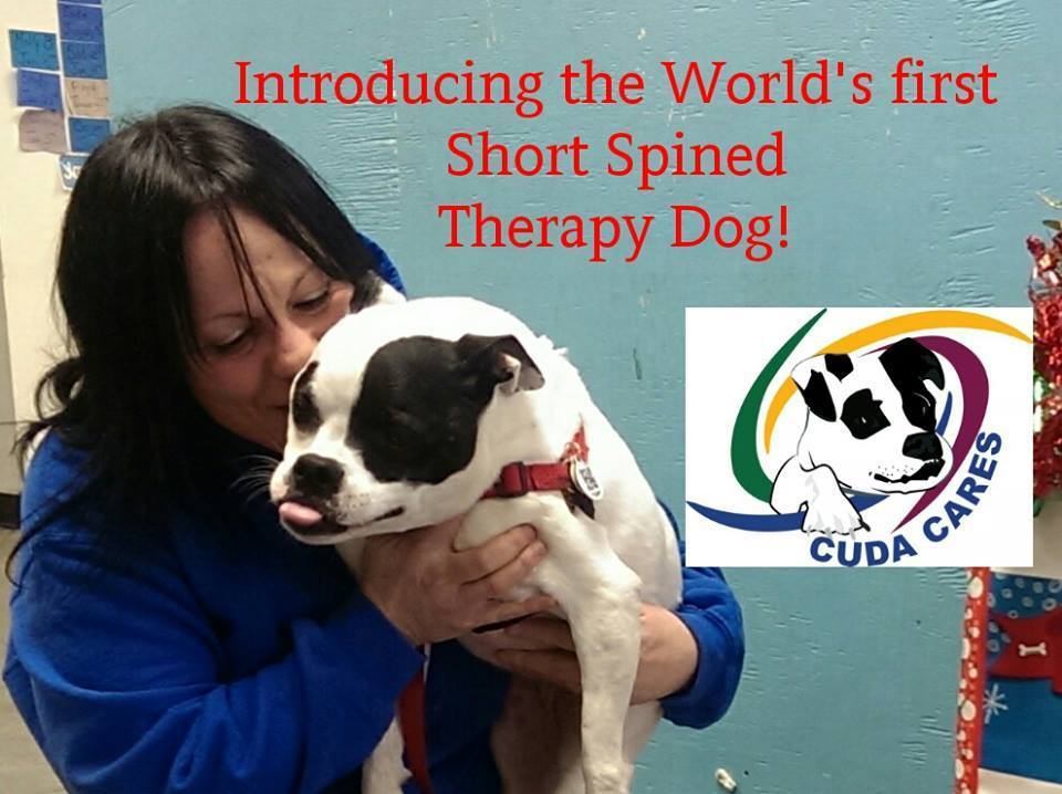 How My Growling Pit Bull Became A Therapy Dog