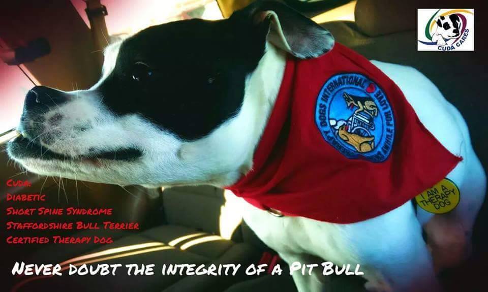 How My Growling Pit Bull Became A Therapy Dog