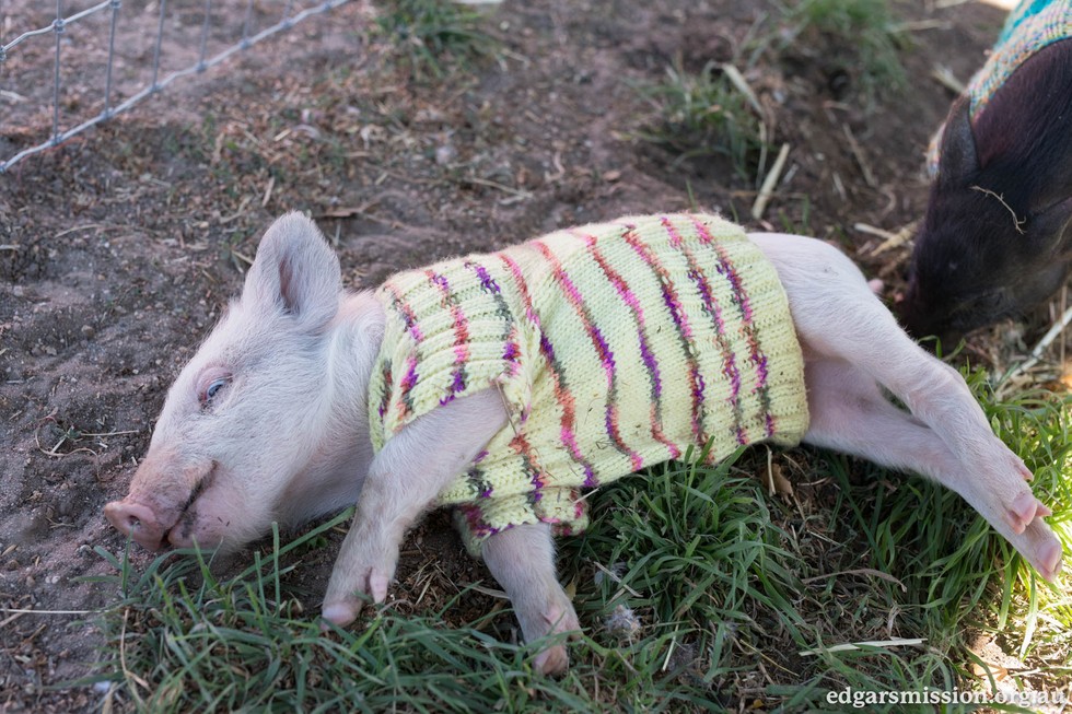 16 Cozy Animals In Their Snug Little Sweaters