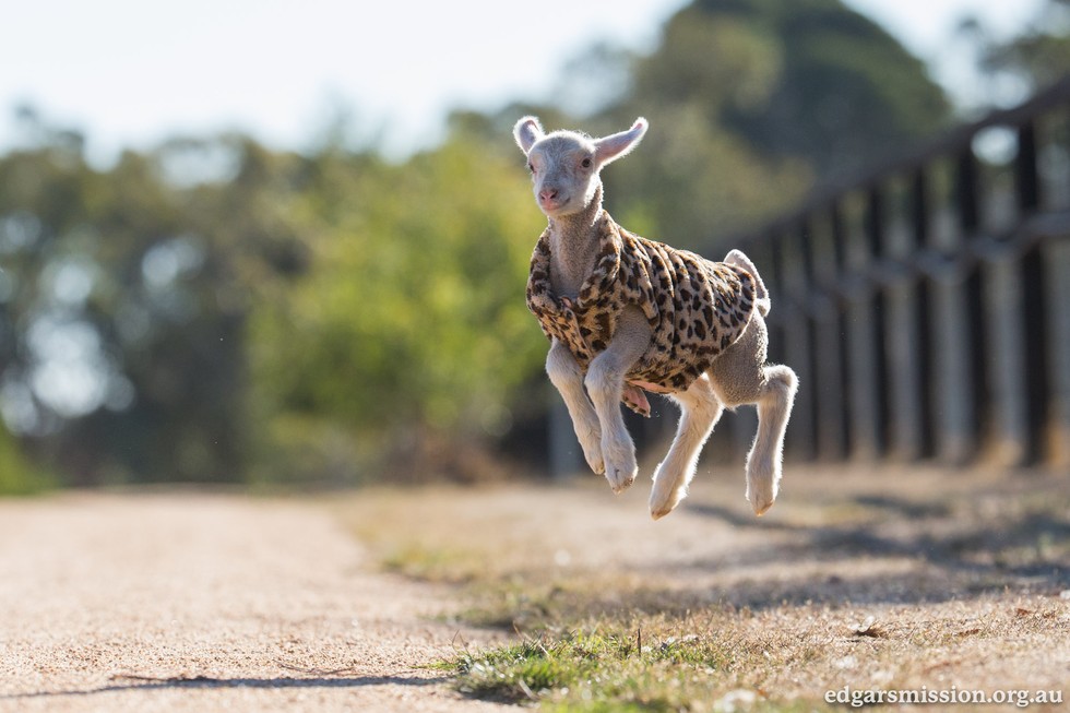 16 Cozy Animals In Their Snug Little Sweaters