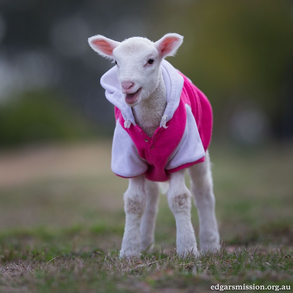 16 Cozy Animals In Their Snug Little Sweaters