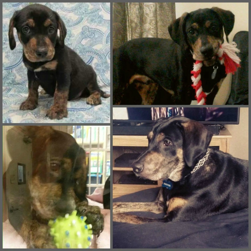 12 Happy Pets On Their Adoptiversaries