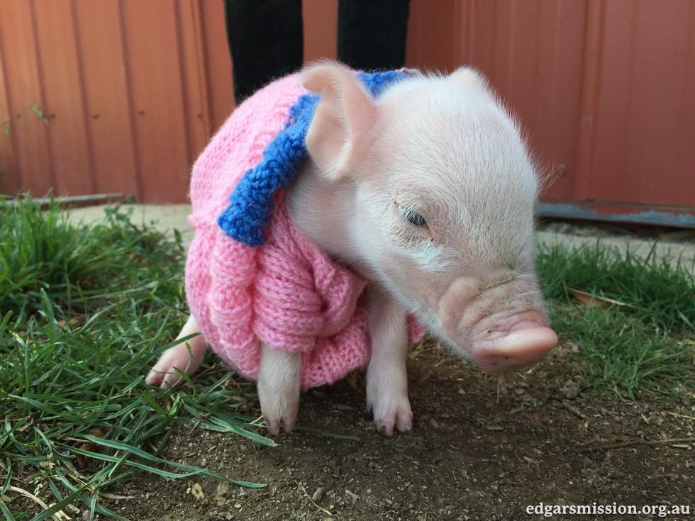 16 Cozy Animals In Their Snug Little Sweaters