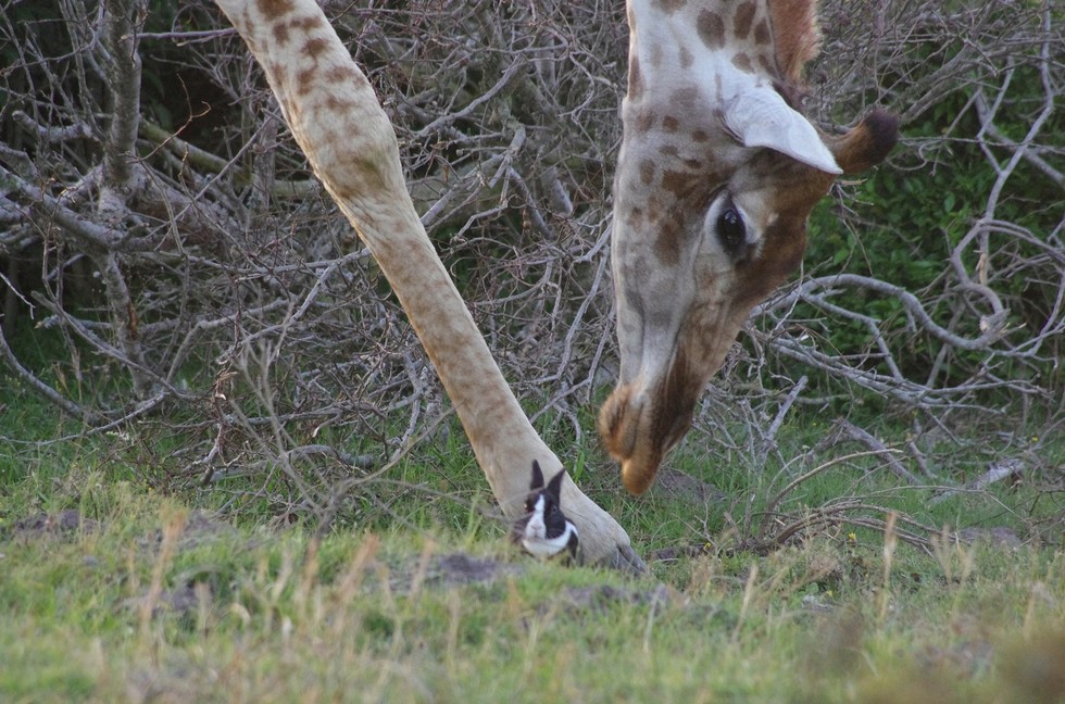 Wild Giraffe Finds Bunny — And Decides To Keep Him