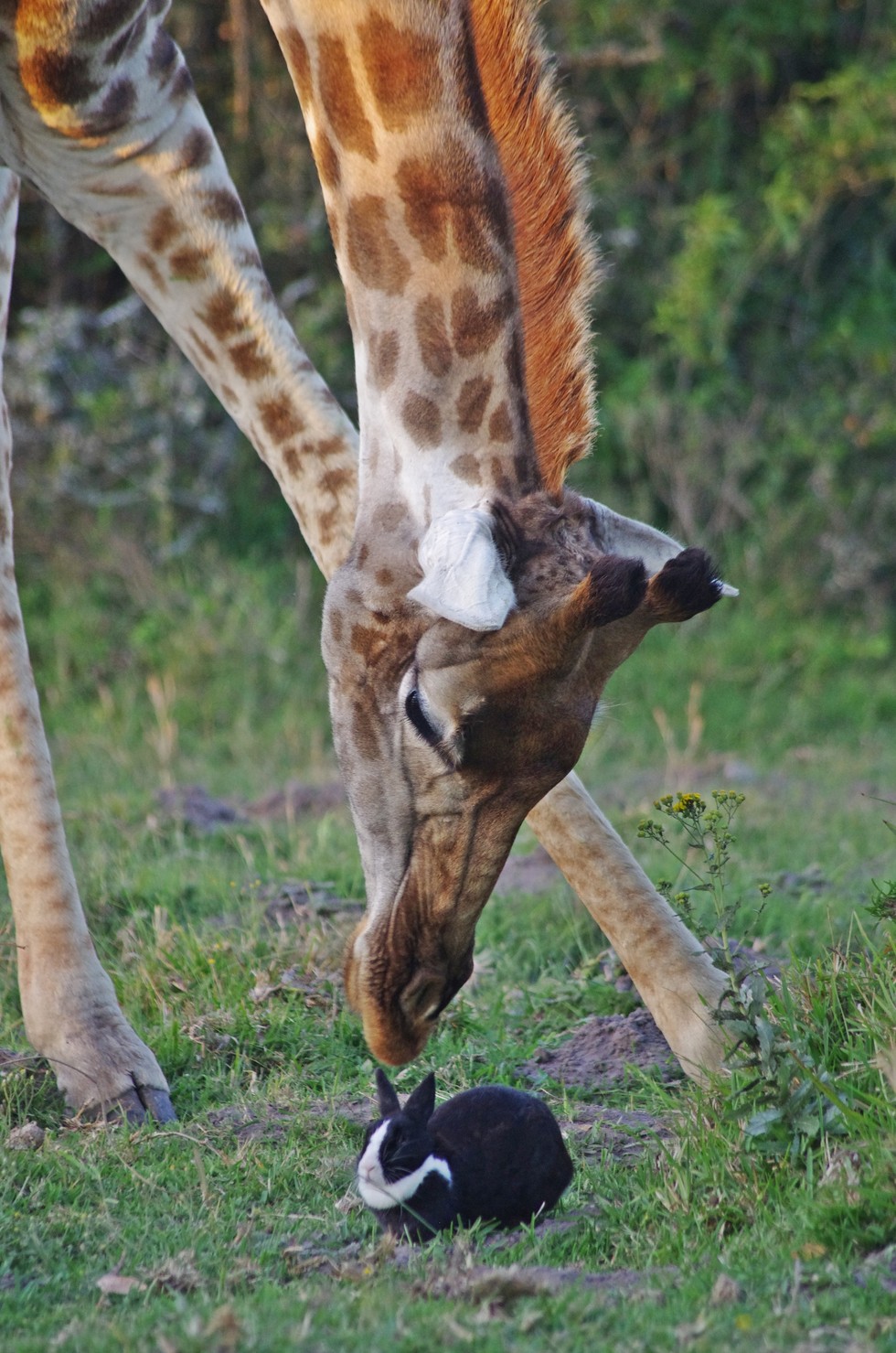 Wild Giraffe Finds Bunny — And Decides To Keep Him
