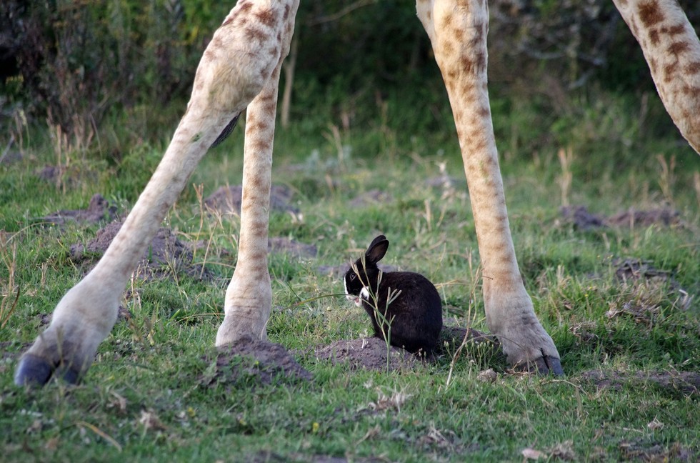 Wild Giraffe Finds Bunny — And Decides To Keep Him