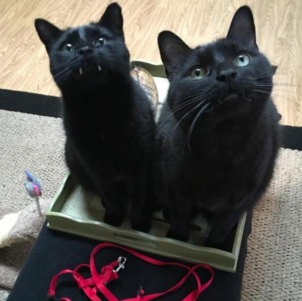 Meet Monk, The Black Cat With 'Vampire Teeth' | Lipstick Alley