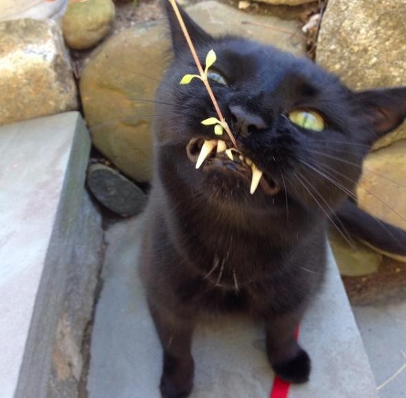 Cat With 'Vampire Teeth' Completely Won Over The Woman Who Saved Him