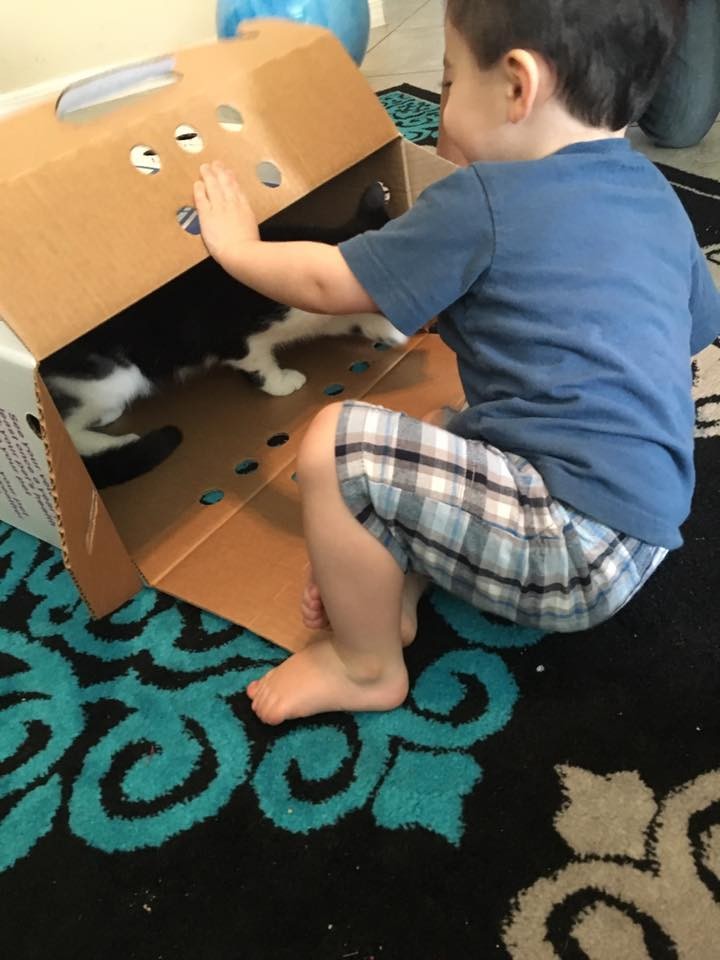 Little Boy’s Family Loses Cat, But Saves One Who Looks Just Like Him