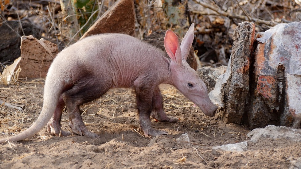 Rescued Baby Aardvark Loves Sleeping In Dog Beds