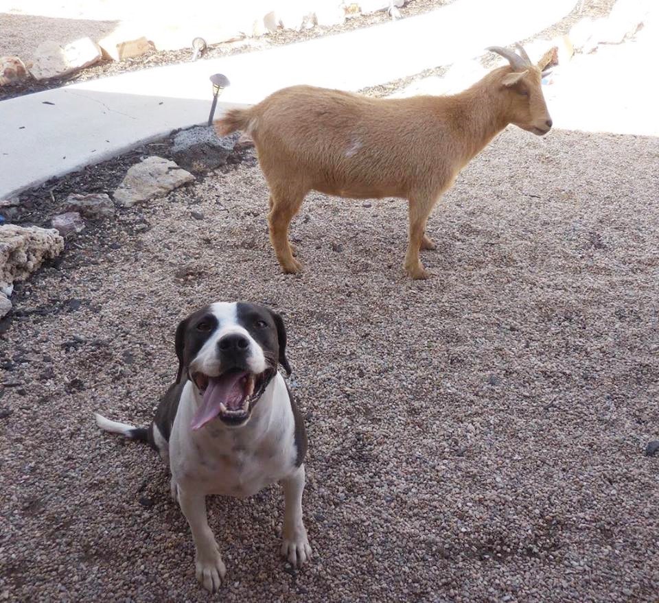 Dog And Goat Are Best Friends — And Need The Perfect Home Together
