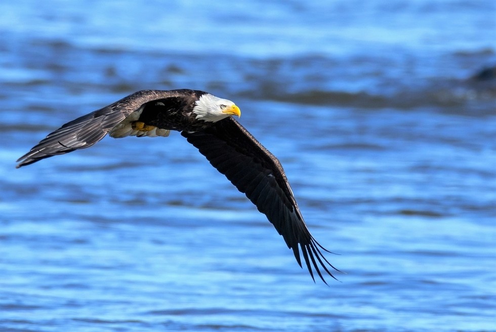 Here's What You Can Do To Save Animals Over The Next 4 Years