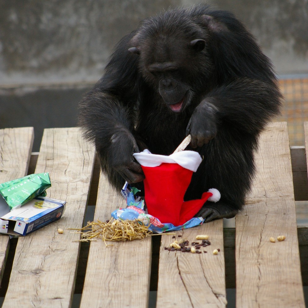 These Rescued Chimps Go Crazy For Gifts Every Year