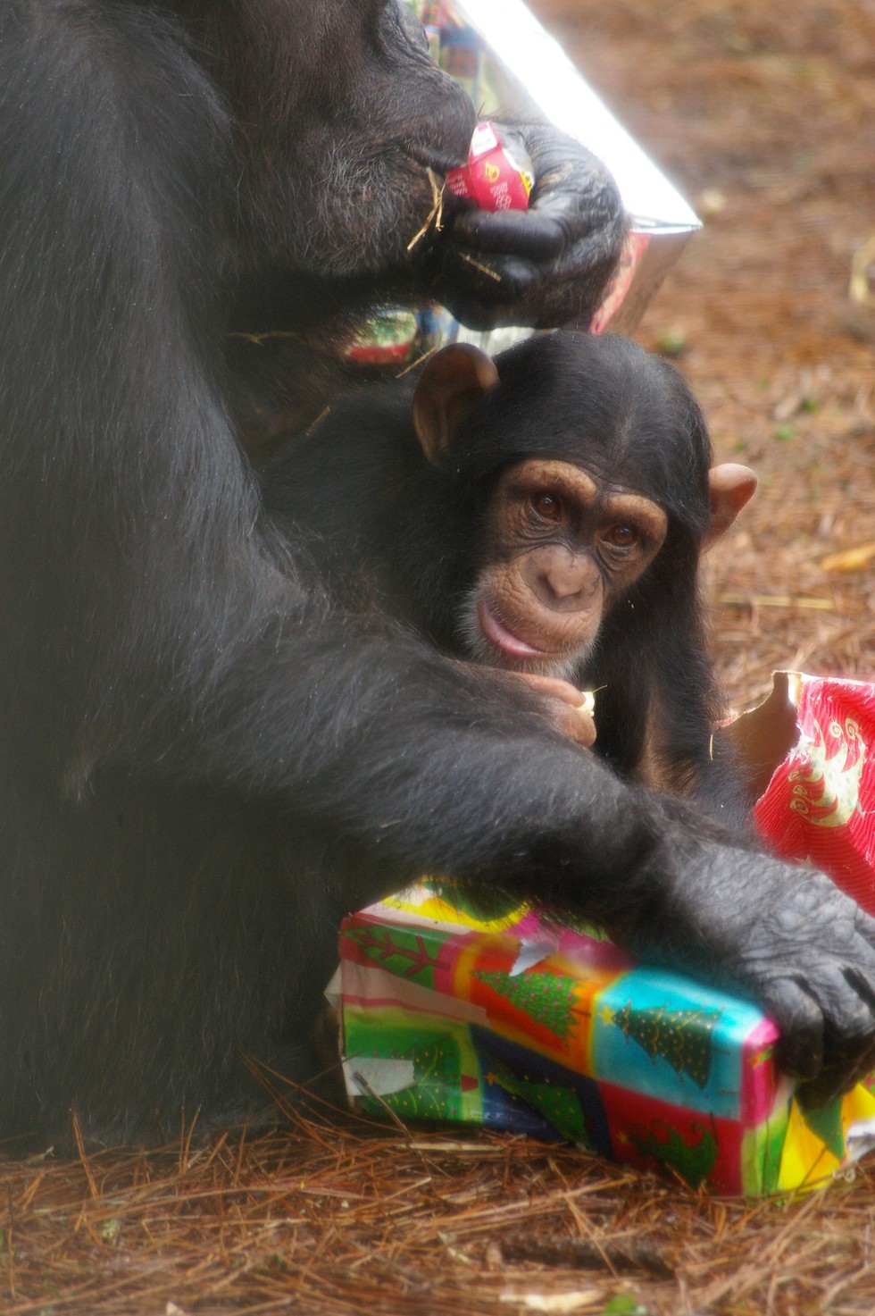 These Rescued Chimps Go Crazy For Gifts Every Year