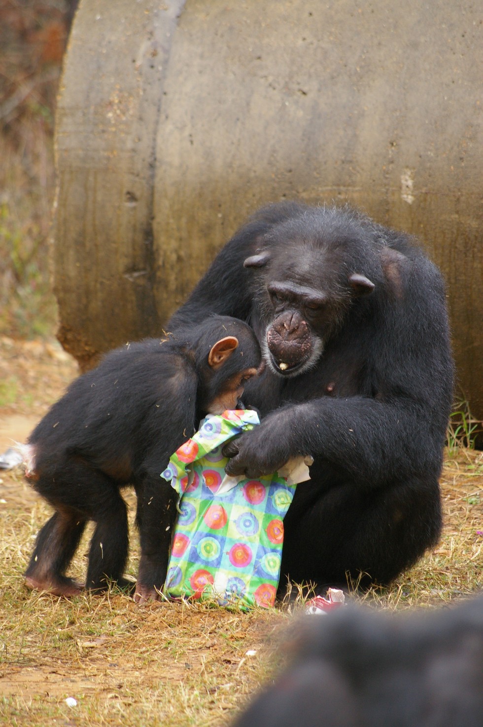 These Rescued Chimps Go Crazy For Gifts Every Year