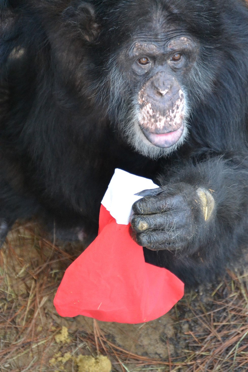 These Rescued Chimps Go Crazy For Gifts Every Year