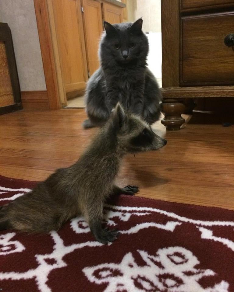 Baby Pig Helps Paralyzed Raccoon Find His Way Around The House