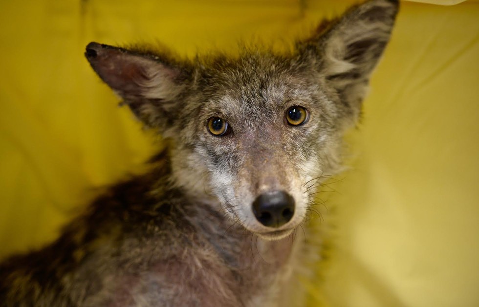 Coyote Who Was Hit By Car Can’t Stop Smiling At Rescuers