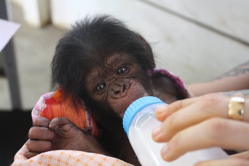 Baby Chimp Makes New Friends While He Waits To Reunite With Mom