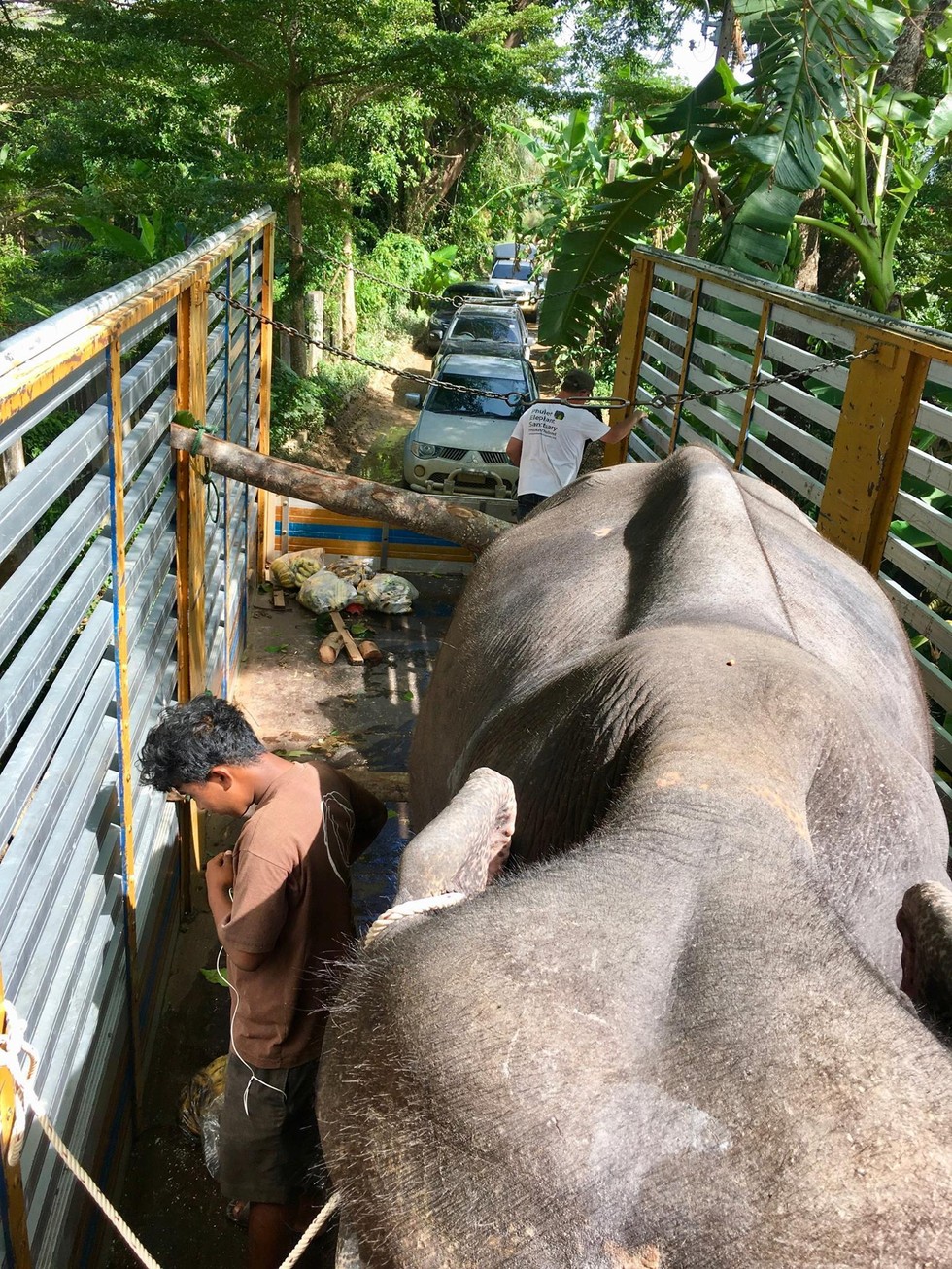 Blind Senior Elephant Is So Happy That She Was Finally Rescued