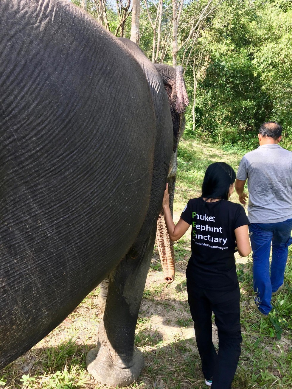 Blind Senior Elephant Is So Happy That She Was Finally Rescued