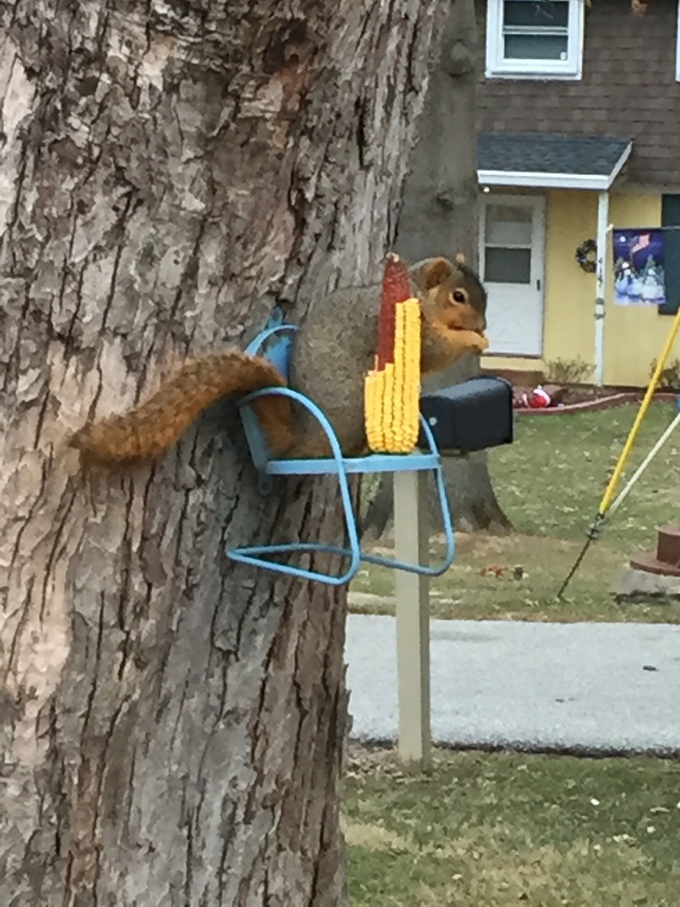 Man Builds Little Chair For Squirrels In His Backyard
