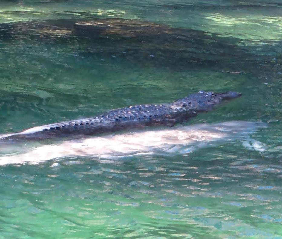 Alligator Goes For A Swim Atop His Manatee Friend