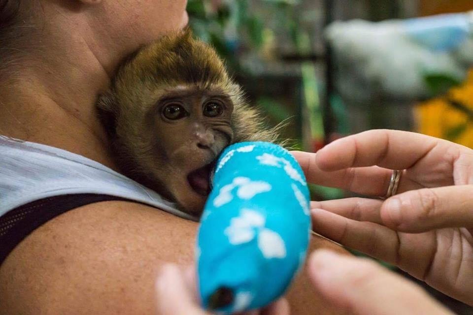 Baby Monkey Who Was Beaten By 'Owner' Can't Stop Hugging New Sister