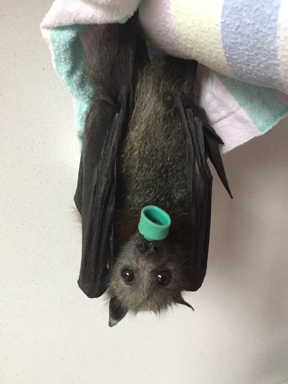 Baby Bat Who Lost Her Mom Finds Nice People To Help Her