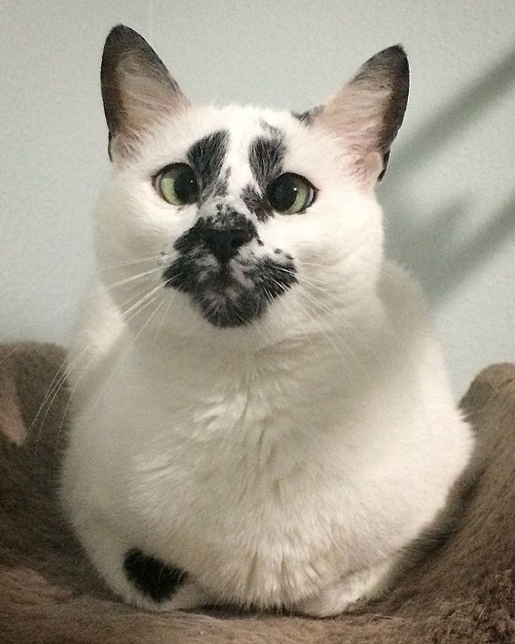Stray Cat With Unique Face Begs Her Rescuer To Keep Her Then And Now Stray Cat With Unique Face Begs Her Rescuer To Keep Her Then And Now
