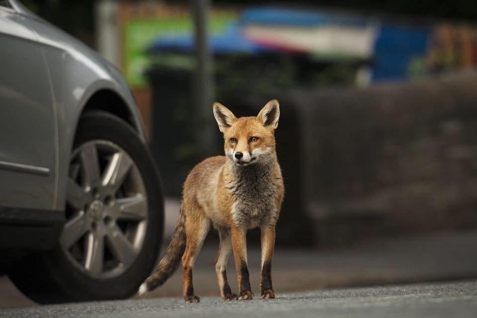 Foxes Are Being Killed In London Right Now