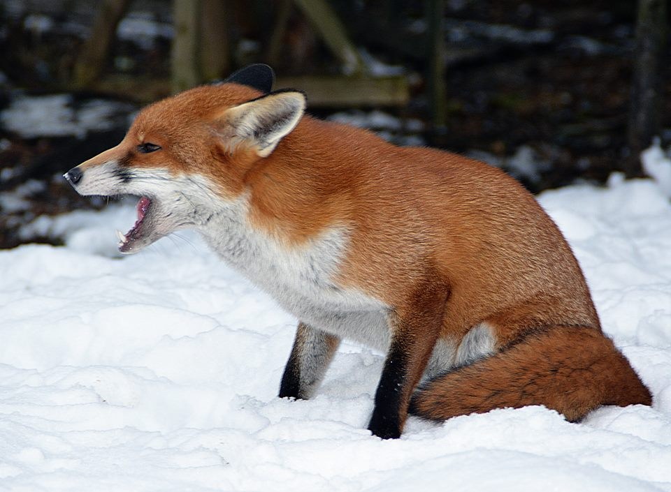 Foxes Are Being Killed In London Right Now