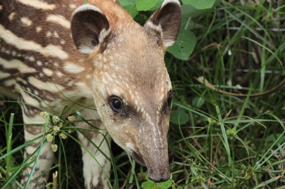 Baby Tapir Finds A Big Brother To Help Her Grow Up