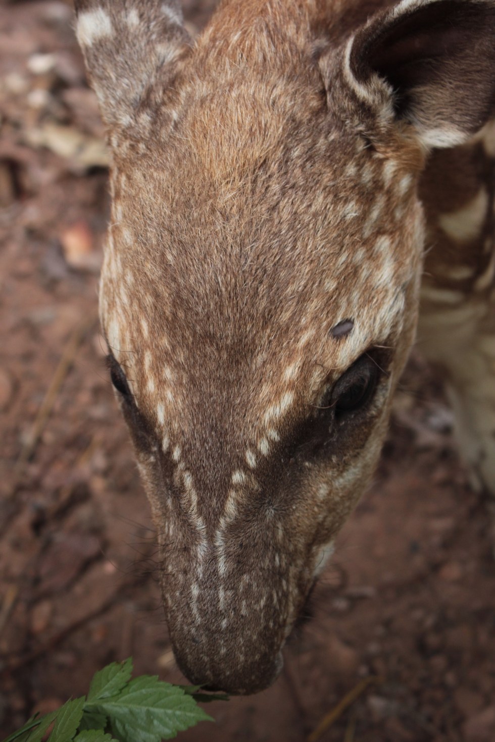 Baby Tapir Finds A Big Brother To Help Her Grow Up