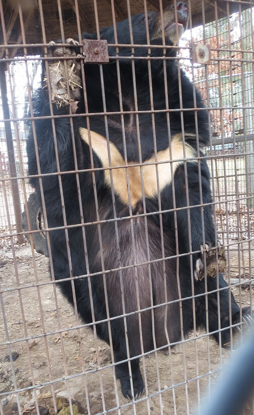 Bear Spent 10 Years In Cage So Small She Became 'Morbidly Obese'