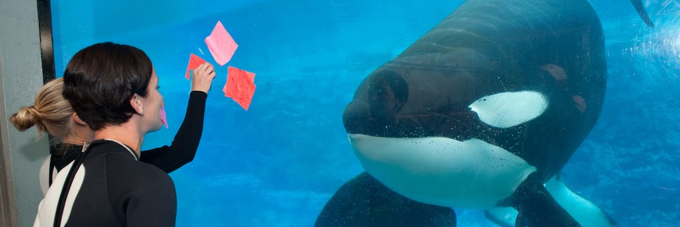 Tilikum, SeaWorld's Most Famous Orca, Just Died