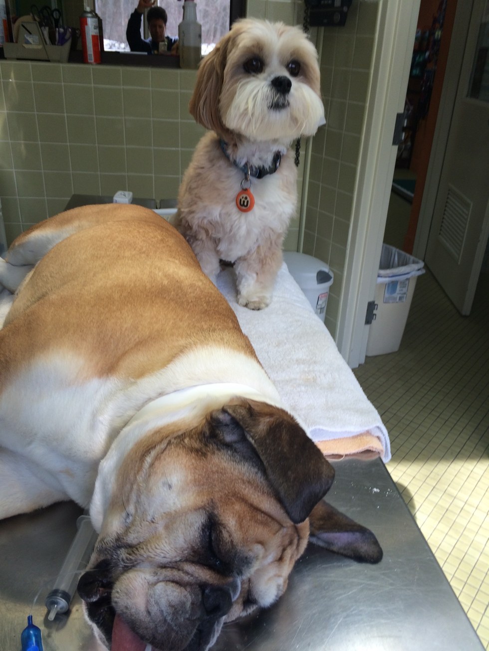 Rescue Dog Who Was Scared Of Everything Works At A Vet Clinic Now