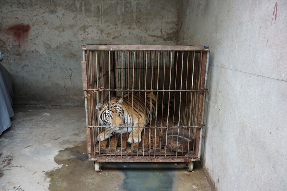 Tiger Tied Down With Ropes At Circus So People Can Ride Him