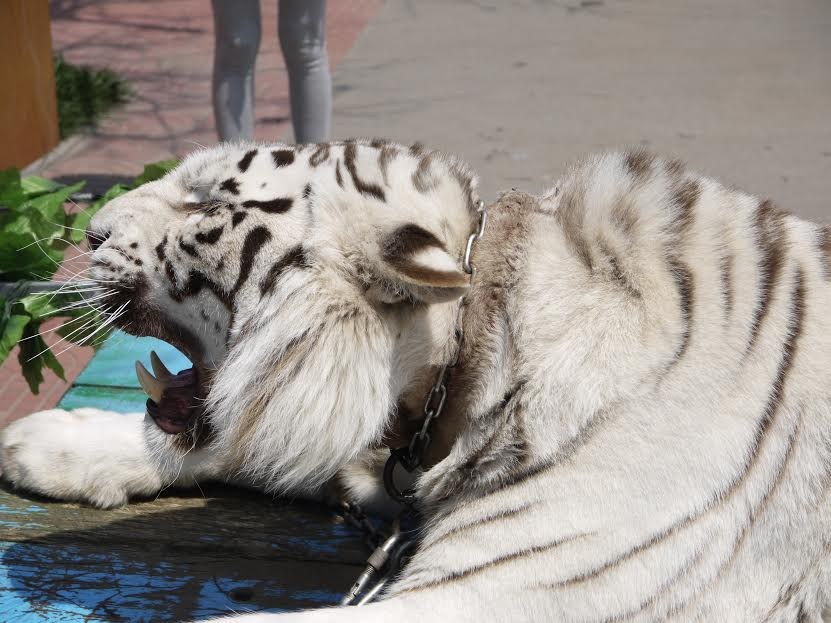 Tiger Tied Down With Ropes At Circus So People Can Ride Him