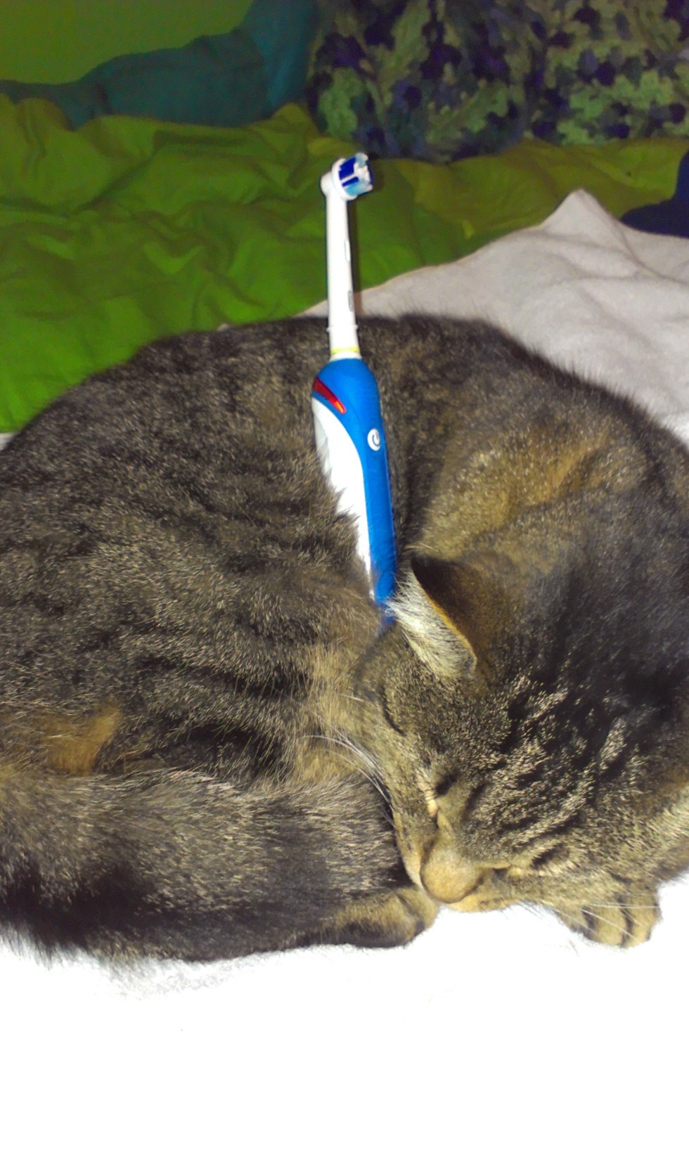 9 Cats Who Just Realized This Relationship Is OVER