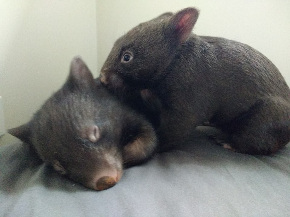 Orphaned Baby Wombats Refuse To Sleep Alone
