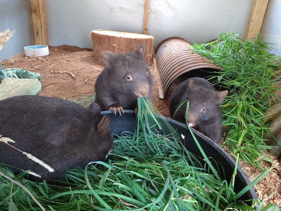Orphaned Baby Wombats Refuse To Sleep Alone