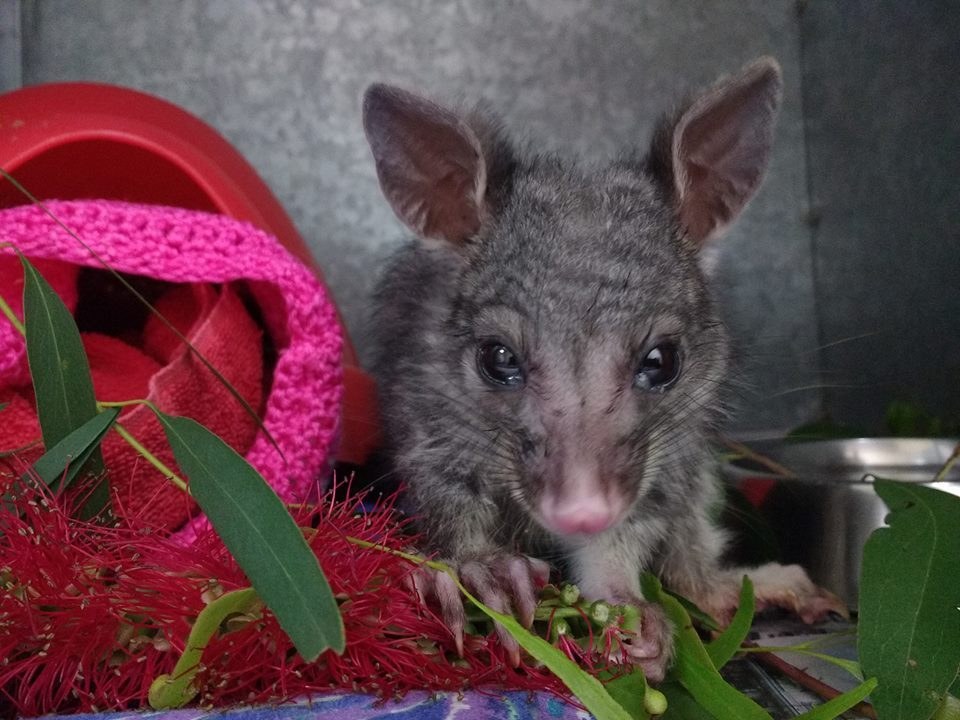 Orphaned Possum Who Survived Cat Attack Loves Cuddling Up To His Rescuer
