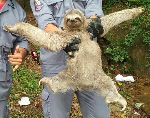 Happy Sloth Strikes A Perfect Pose After Getting Rescued