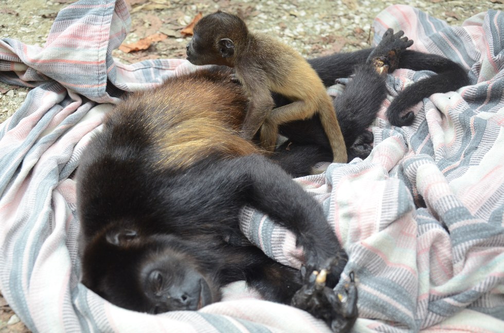 Howler Monkey Orphaned After Mom Electrocuted